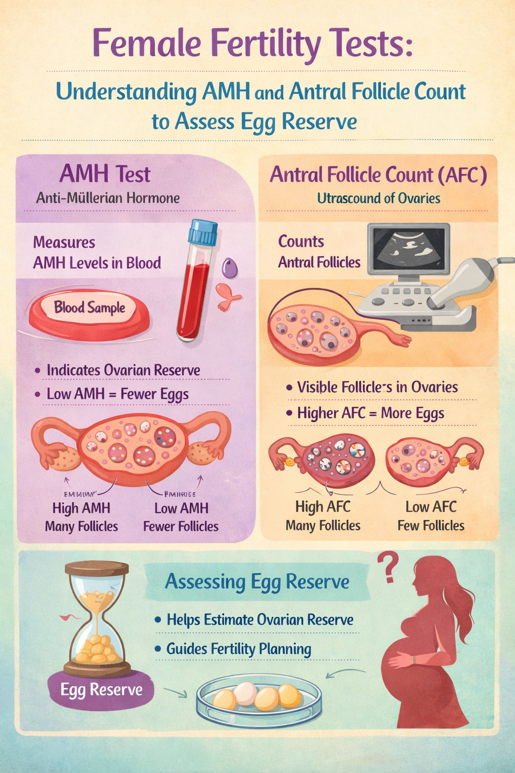 Female Fertility Tests: Understanding AMH and Antral Follicle Count to ...